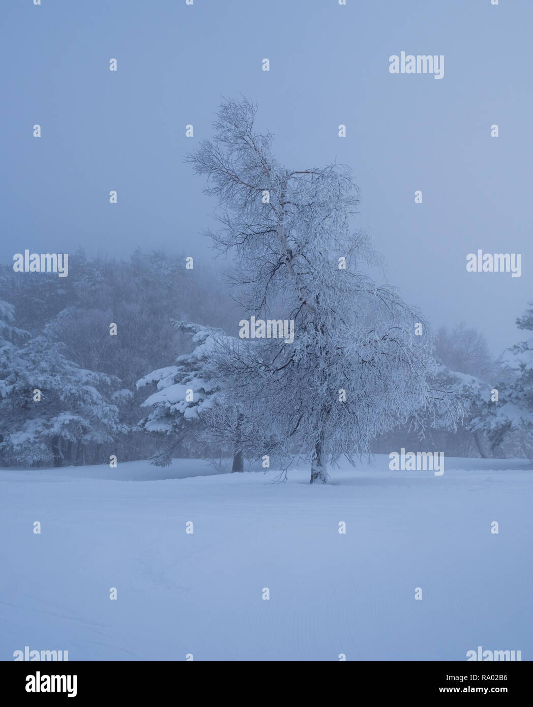 Leaning tree frozen in ice and snow during a blizzard. Minimalist scene ...