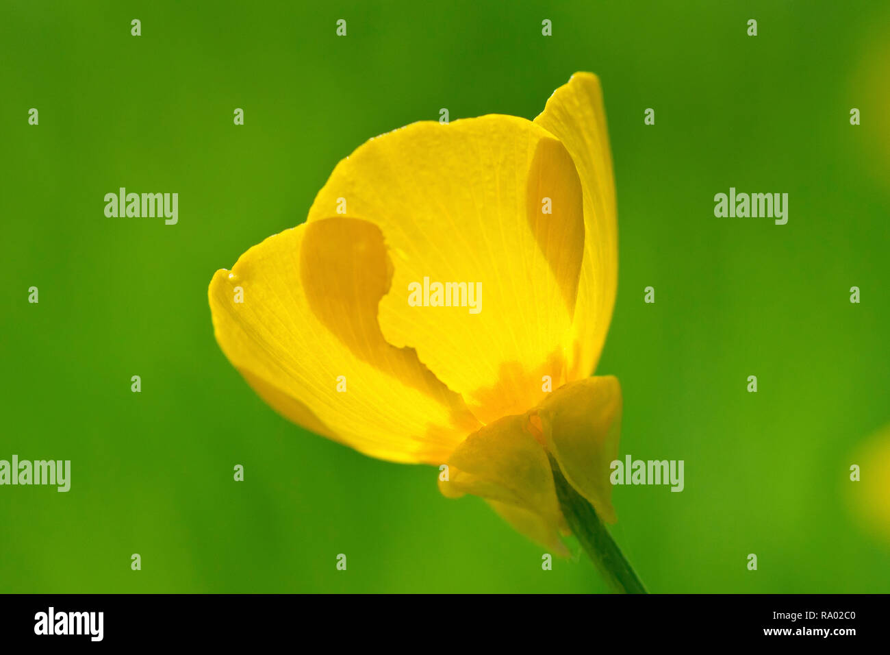 Bulbous Buttercup (ranunculus bulbosus), close up of a single backlit ...