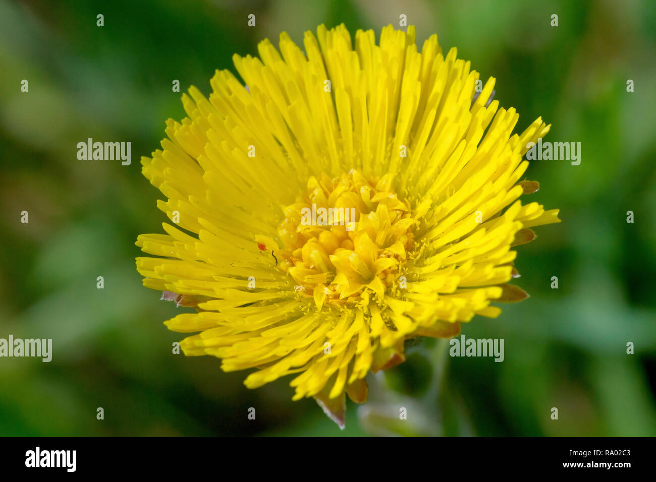 Colt's foot hi-res stock photography and images - Alamy