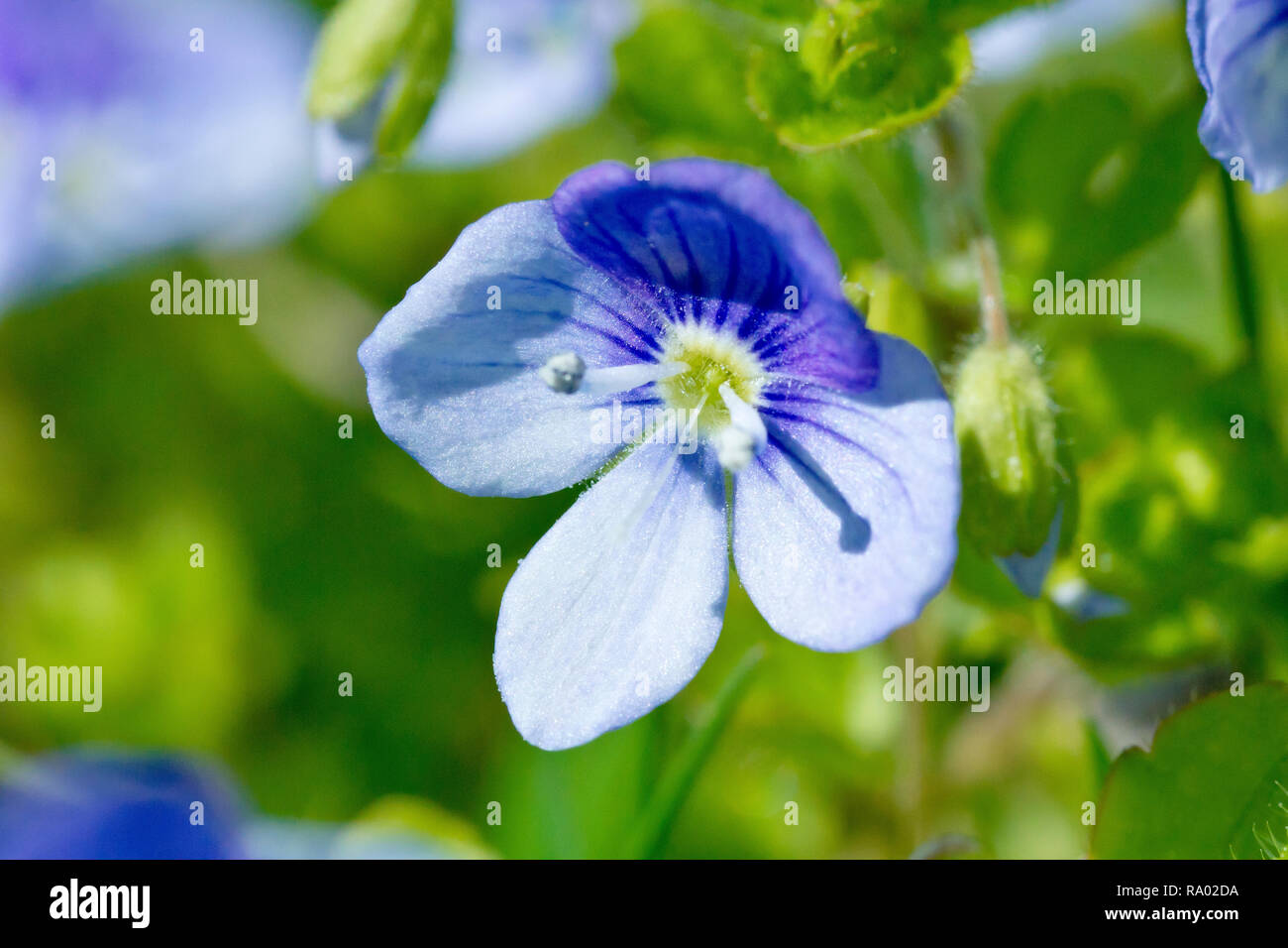 Creeping Speedwell (veronica filiformis), close up of a single flower ...