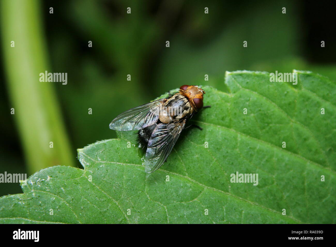 Tachinid Fly Stock Photo - Alamy Tachinid Fly Stock Photo - Alamy
