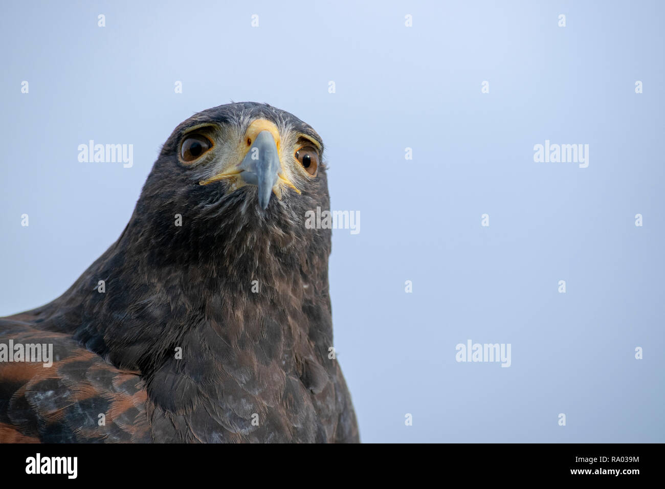 Harris hawks hi-res stock photography and images - Alamy
