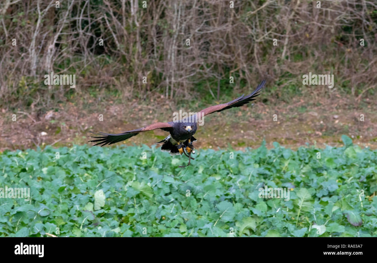 Harris hawks hi-res stock photography and images - Alamy