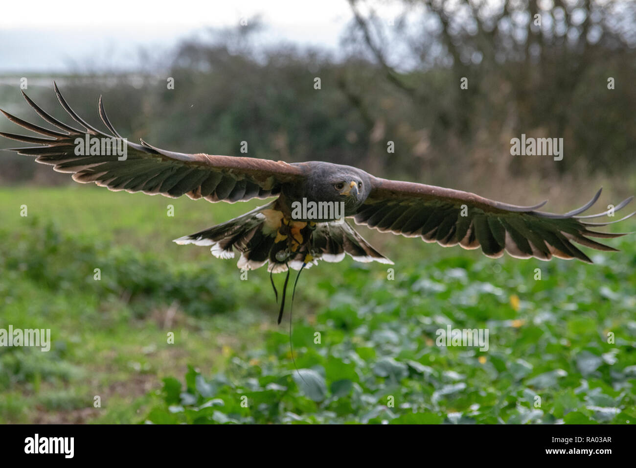 Harris hawks hi-res stock photography and images - Alamy