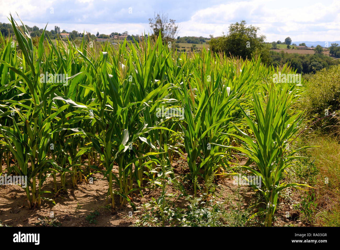 Corn field in summer in hilltop village of Saint Medar en Forez in ...