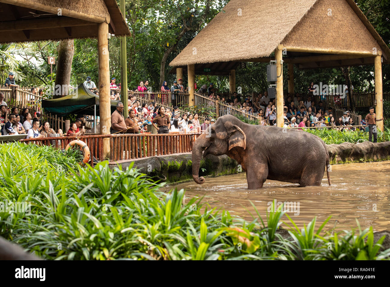 Singapore, December 2018: Asian elephant, Elephas maximus, entertaining ...