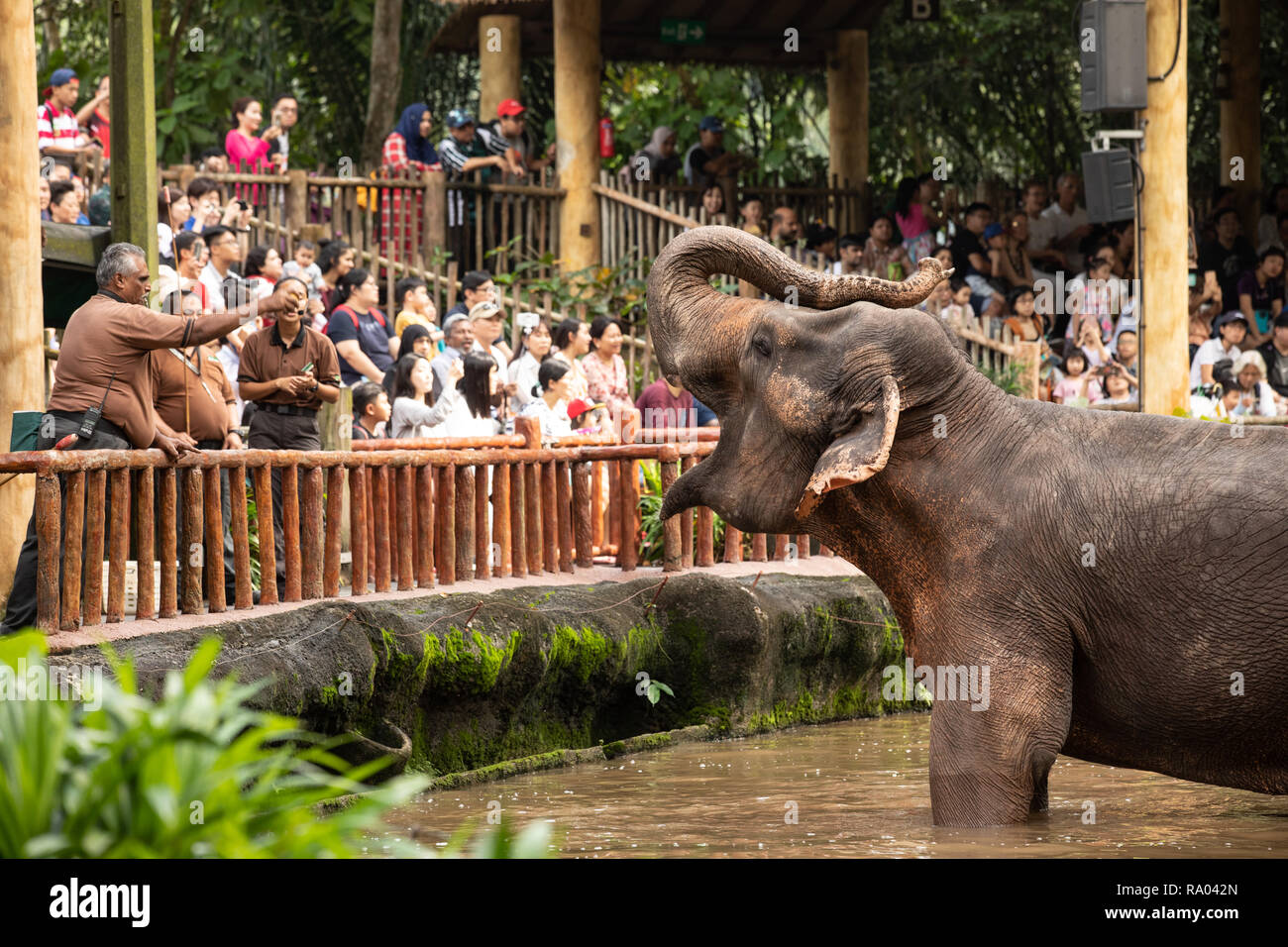 Singapore, December 2018: Asian elephant, Elephas maximus, entertaining ...