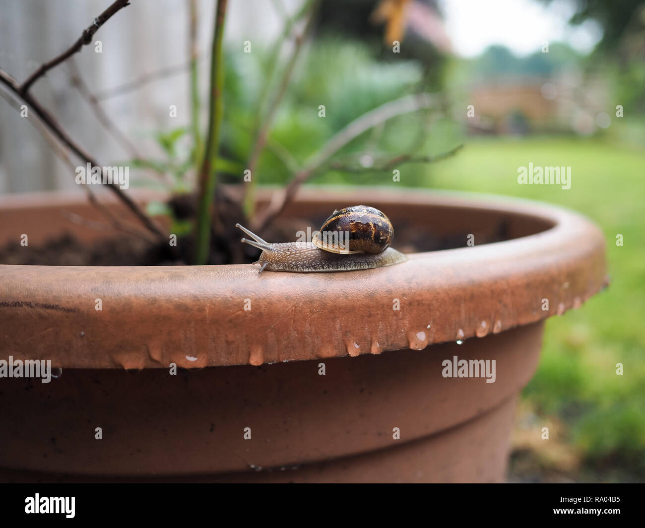 Snail crawling along a plant pot Stock Photo - Alamy
