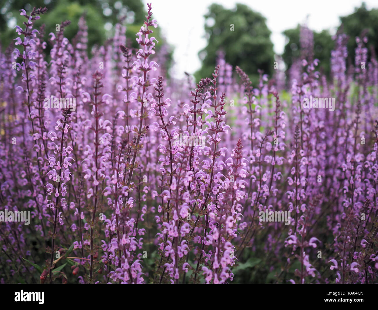 Salvia purple flowers in bloom Stock Photo - Alamy