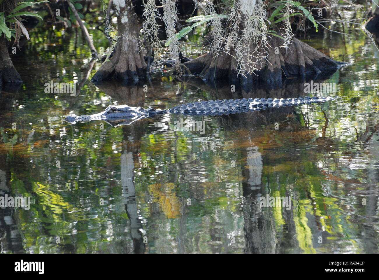 Gator face hi-res stock photography and images - Alamy