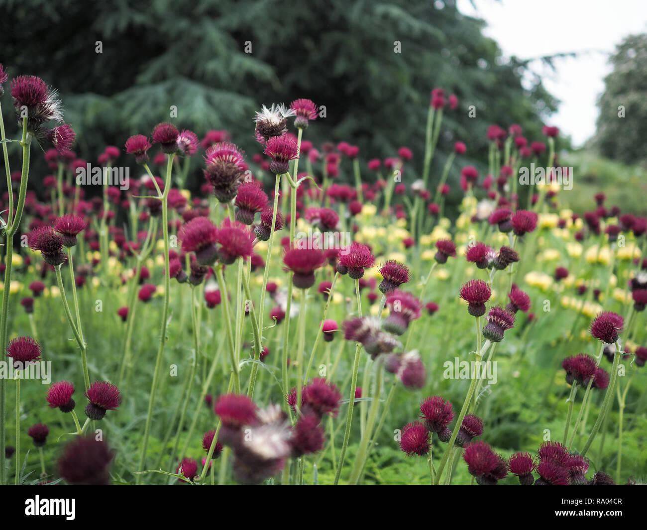Brook thistle hi-res stock photography and images - Alamy