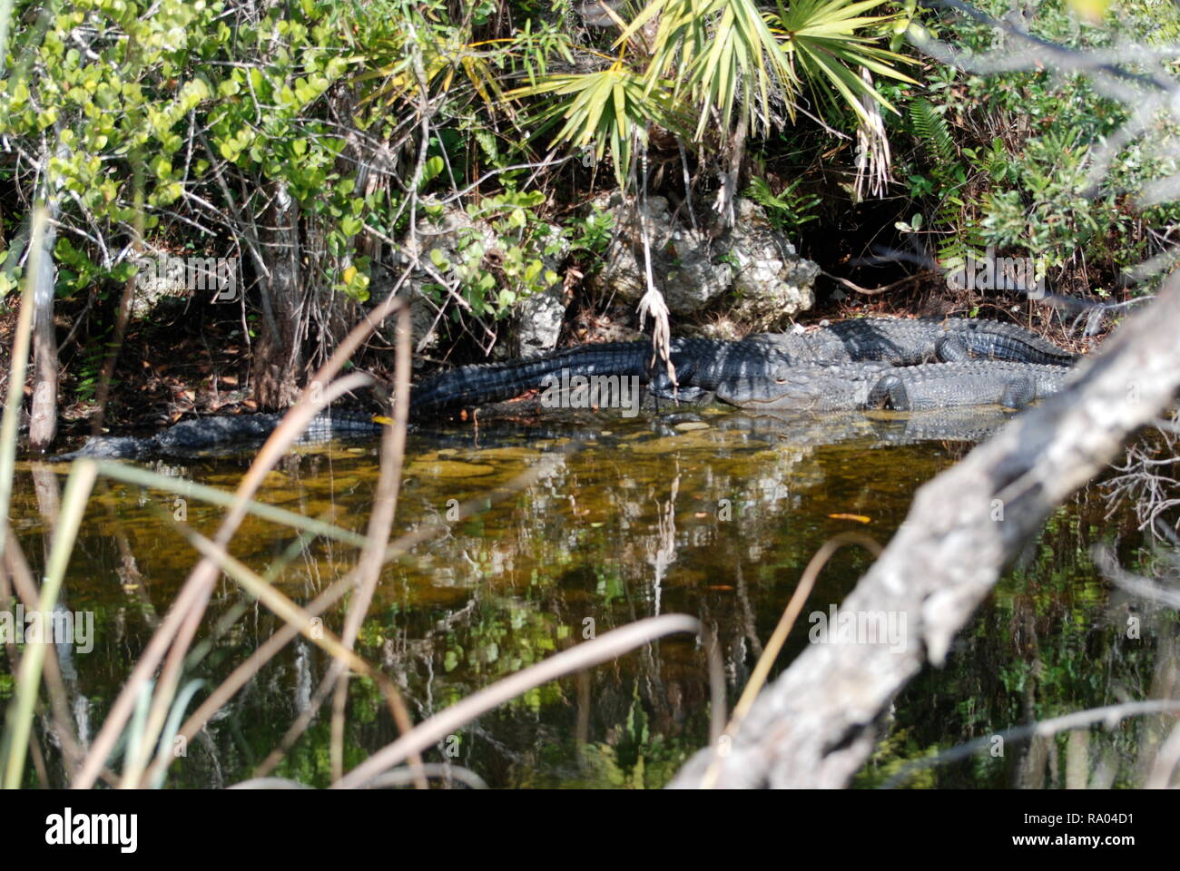 Gator face hi-res stock photography and images - Alamy