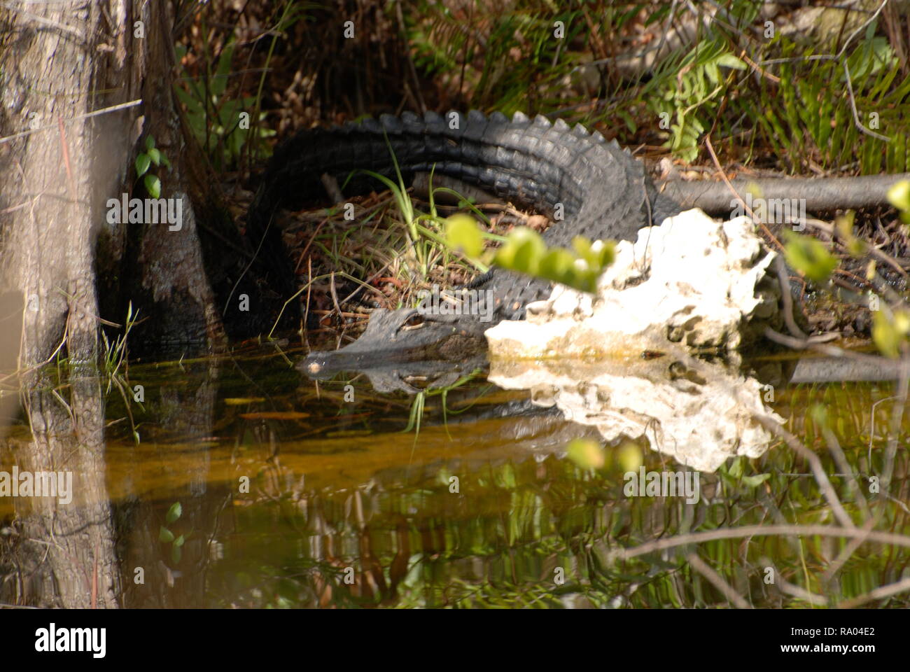 Gator tail hi-res stock photography and images - Alamy