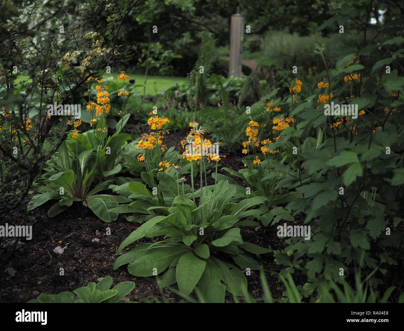 Orange primrose primula japonica plants Stock Photo - Alamy