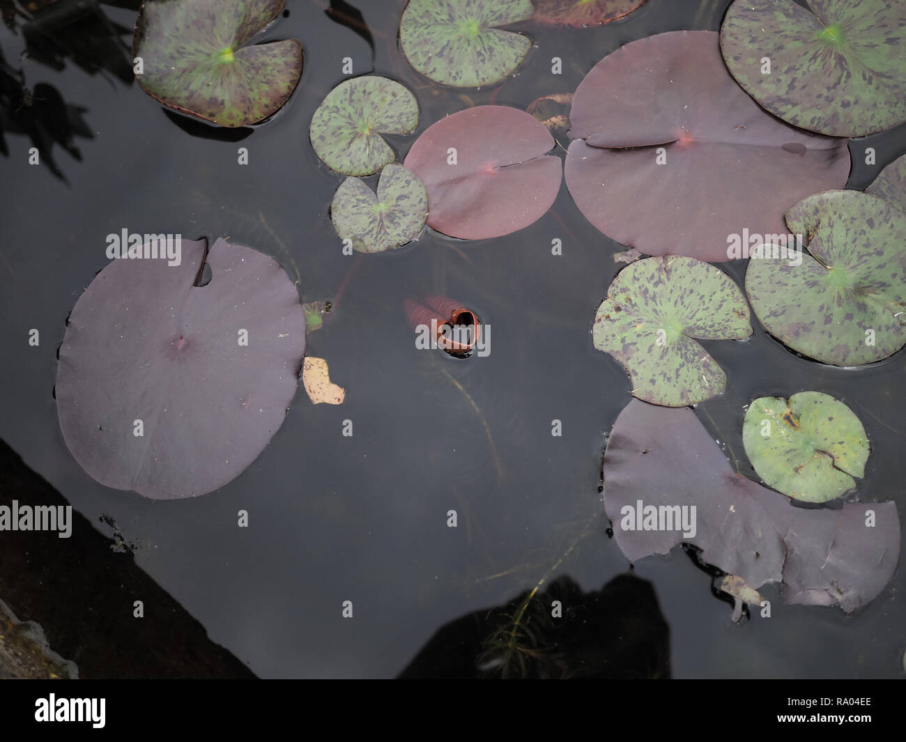 Floating lilly pads hi-res stock photography and images - Alamy