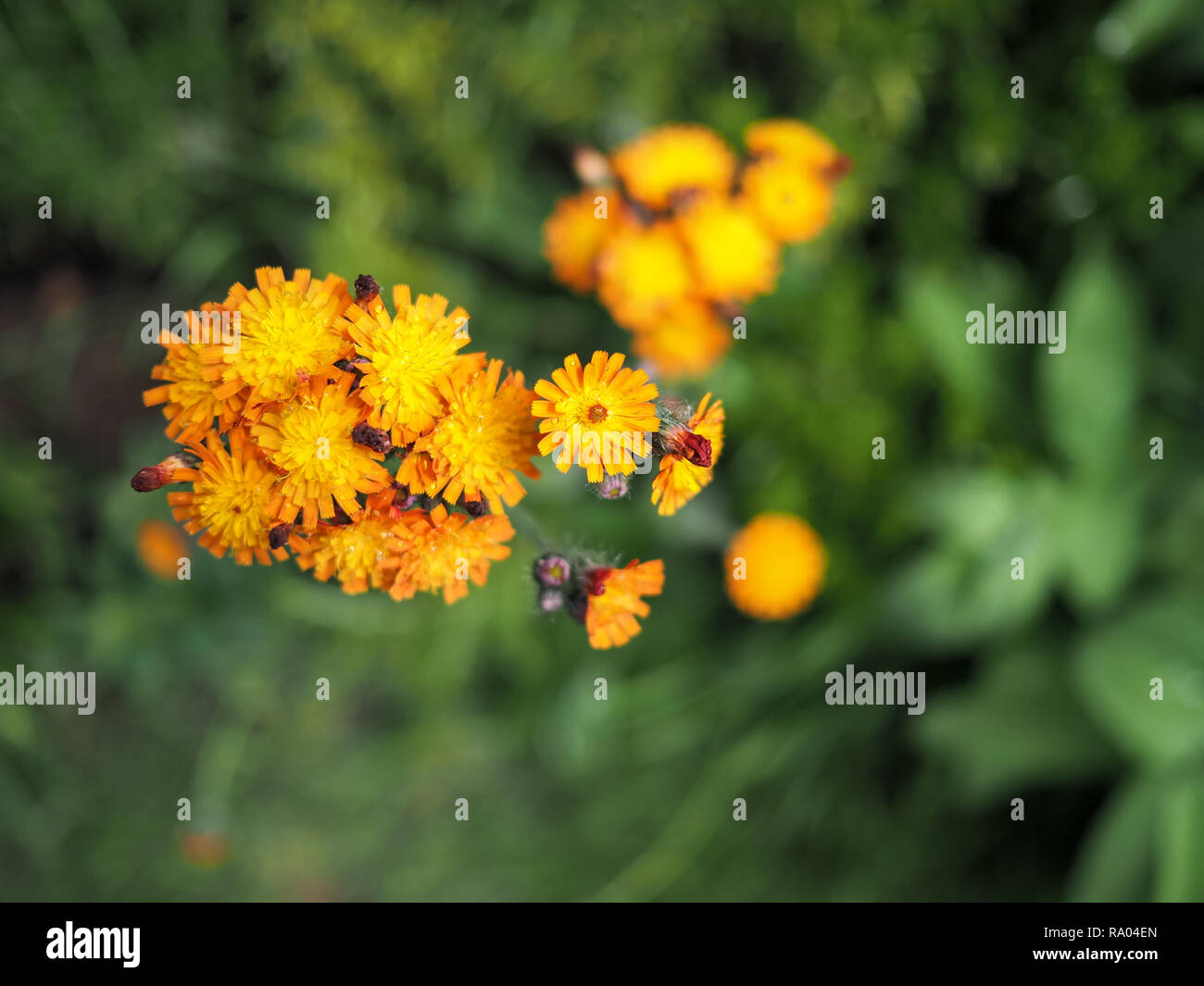 Orange hawkweed flower in bloom Stock Photo - Alamy
