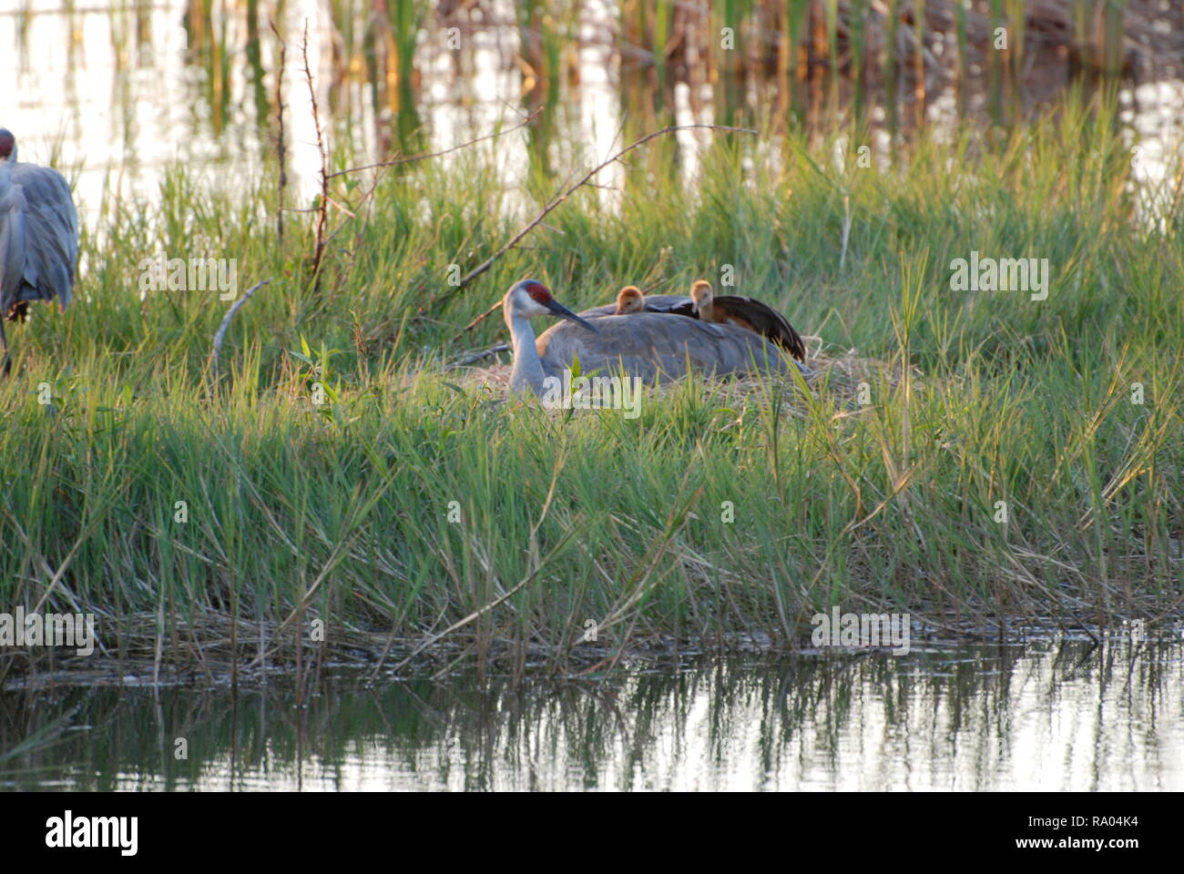 Nesting crane at nest High Resolution Stock Photography and Images - Alamy