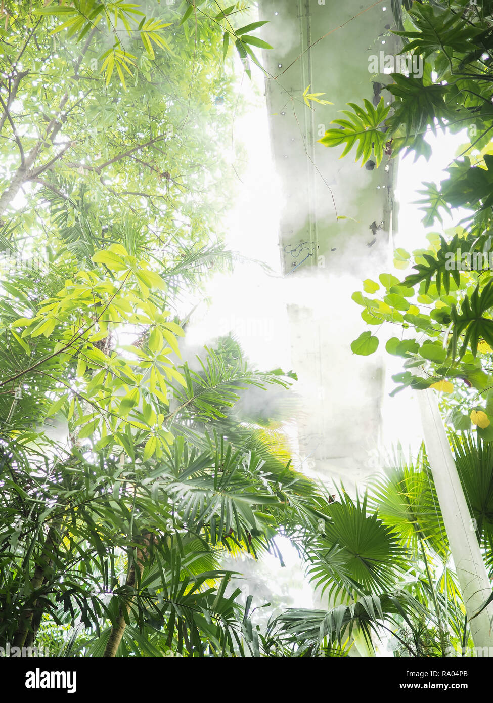 Tropical plants backlit from above with rainforest steam Stock Photo ...