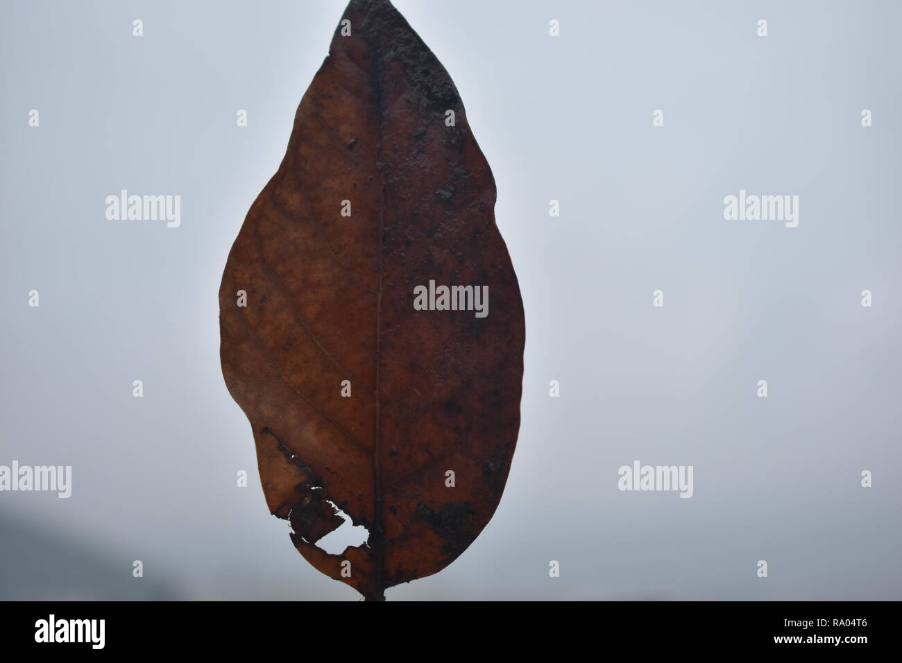 Single brown leaf 2 Stock Photo - Alamy