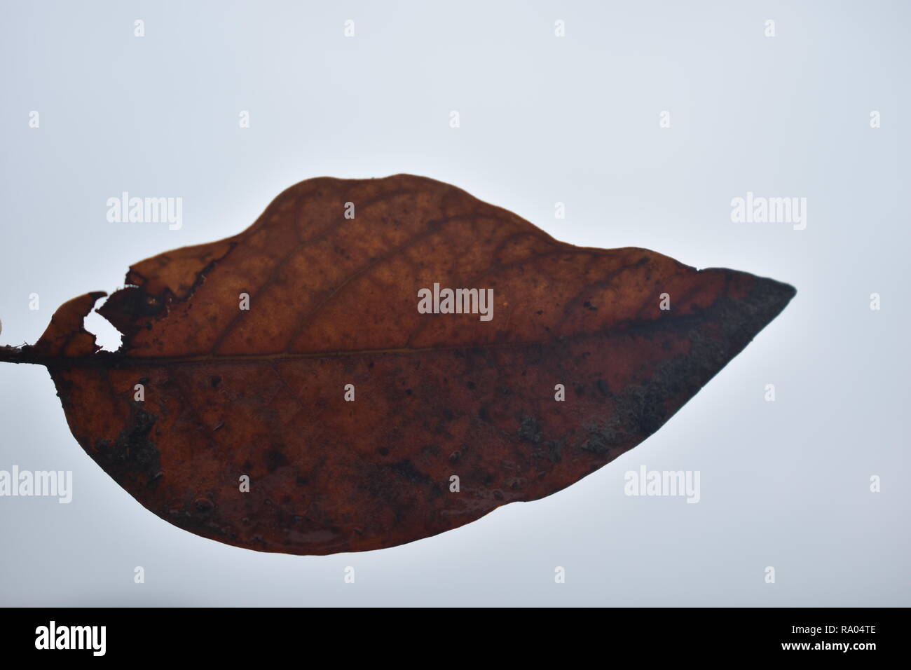 Leaf 1 hi-res stock photography and images - Alamy