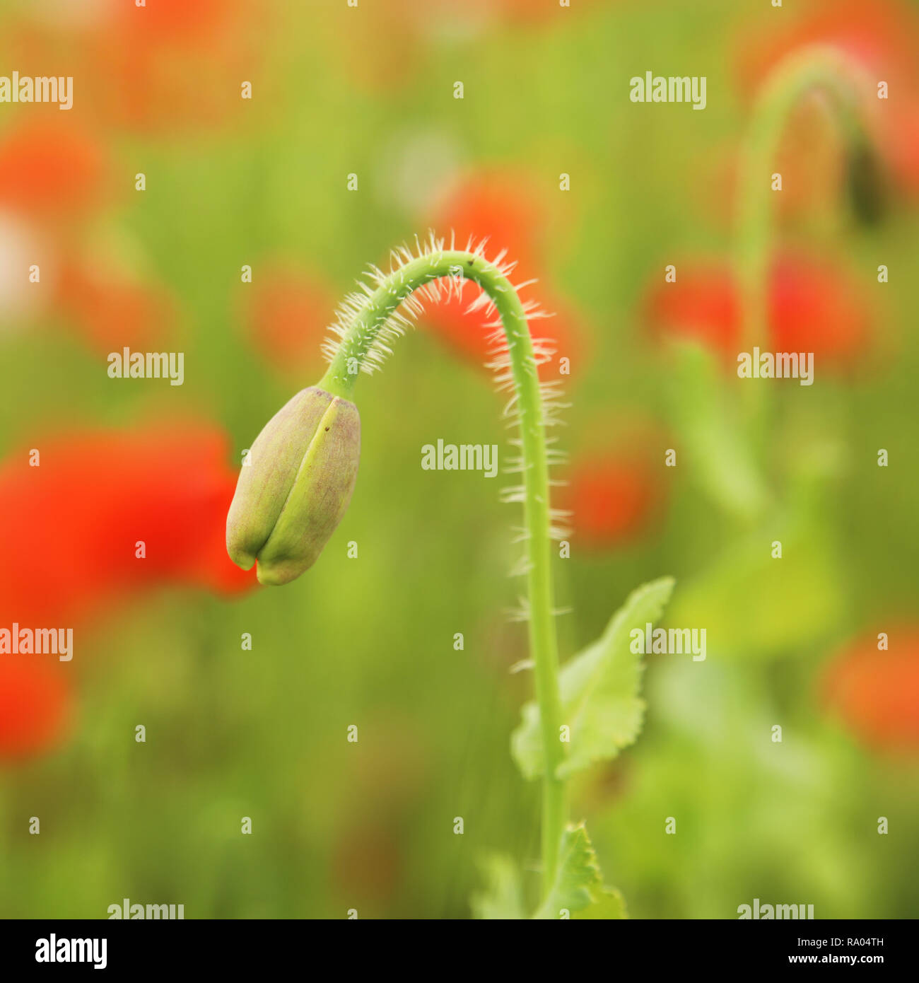 Oopium poppy - Papaver somniferum on the field Stock Photo - Alamy