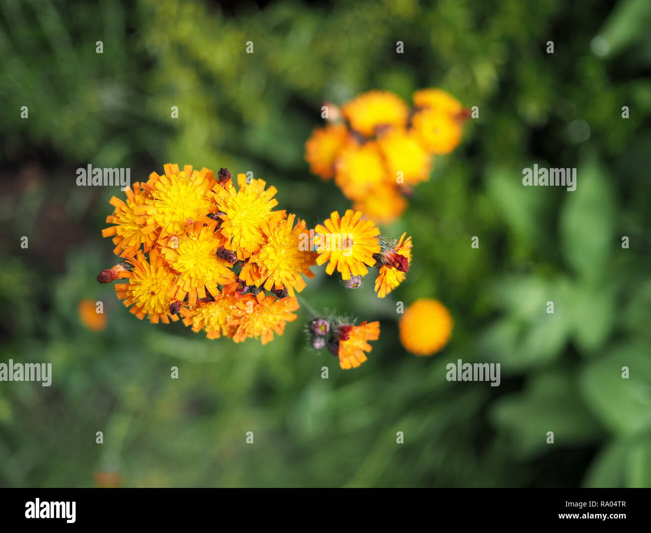 Orange hawkweed flower in bloom Stock Photo - Alamy