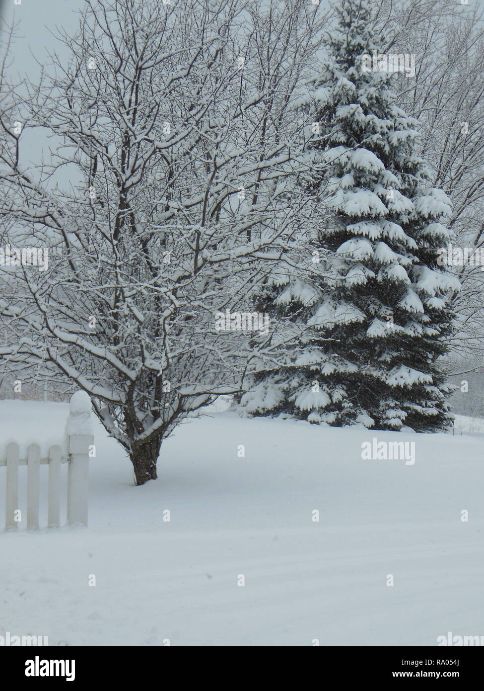 snowing on trees Stock Photo - Alamy