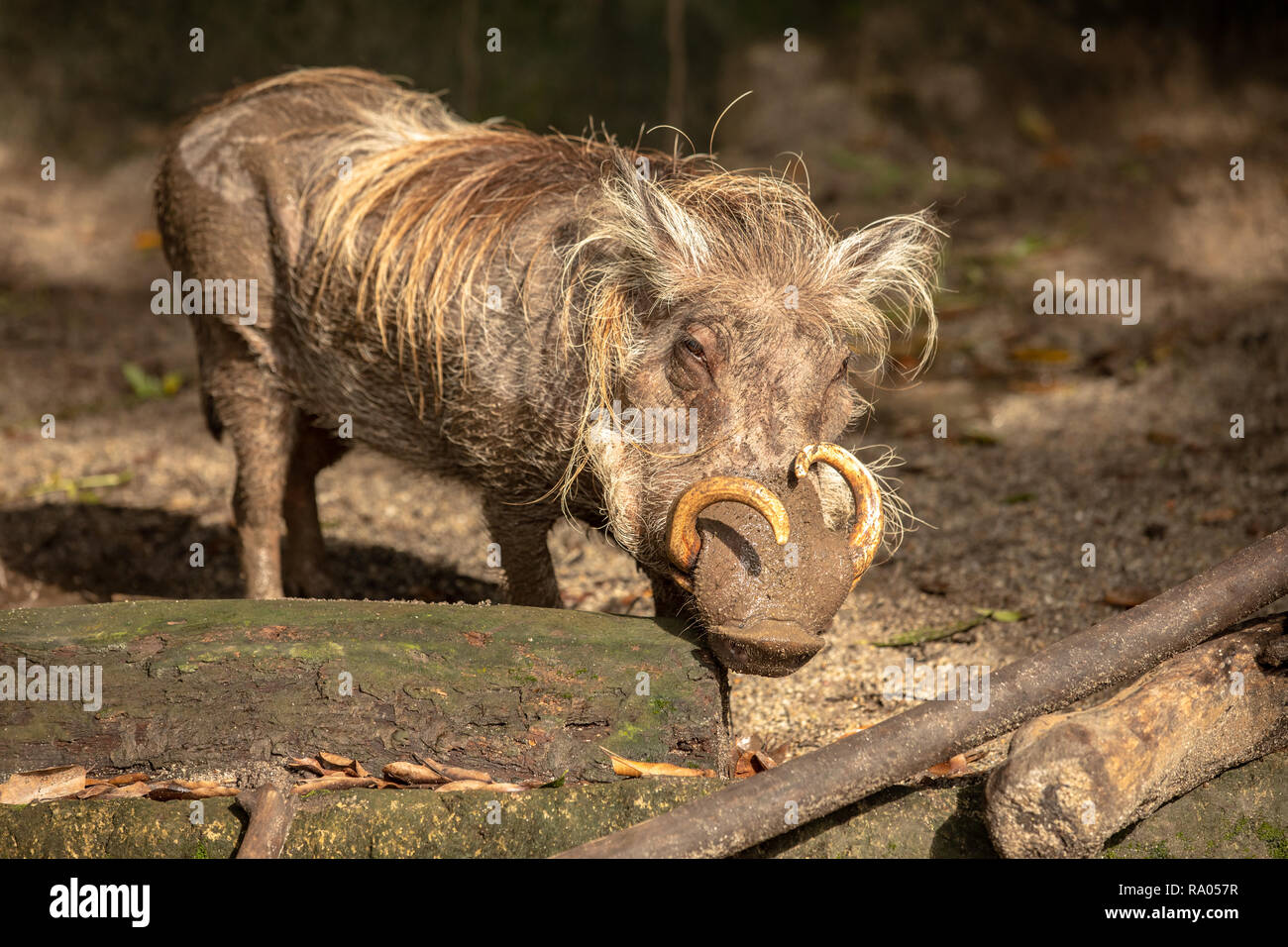 Warthog teeth closeup hi-res stock photography and images - Alamy