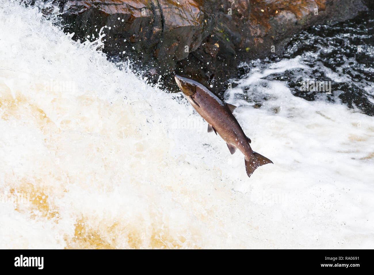 Atlantic salmon leaping up river hi-res stock photography and images ...