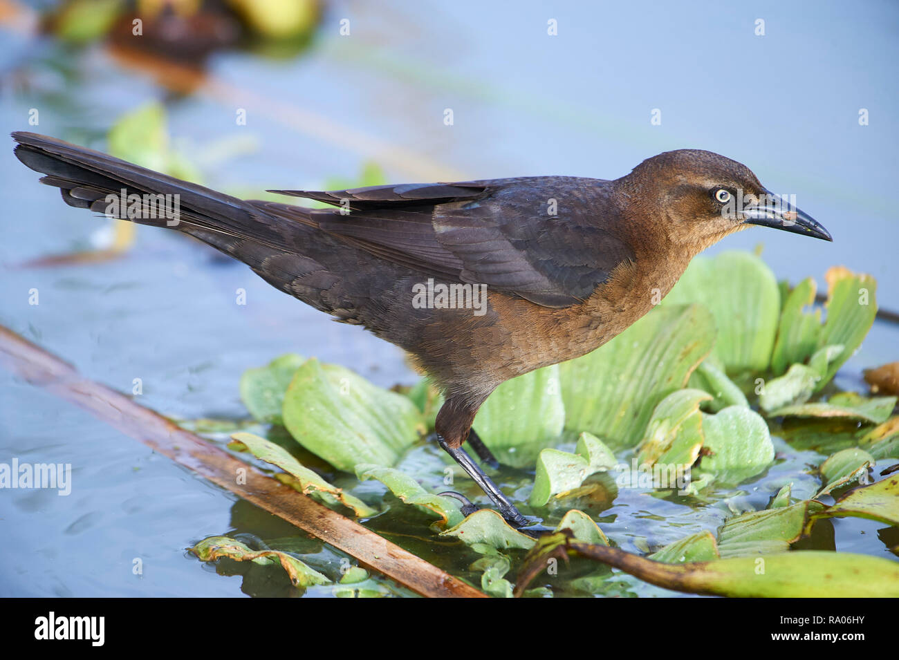 Female Great-tailed Grackle (Quiscalus mexicanus) perched in reeds on ...