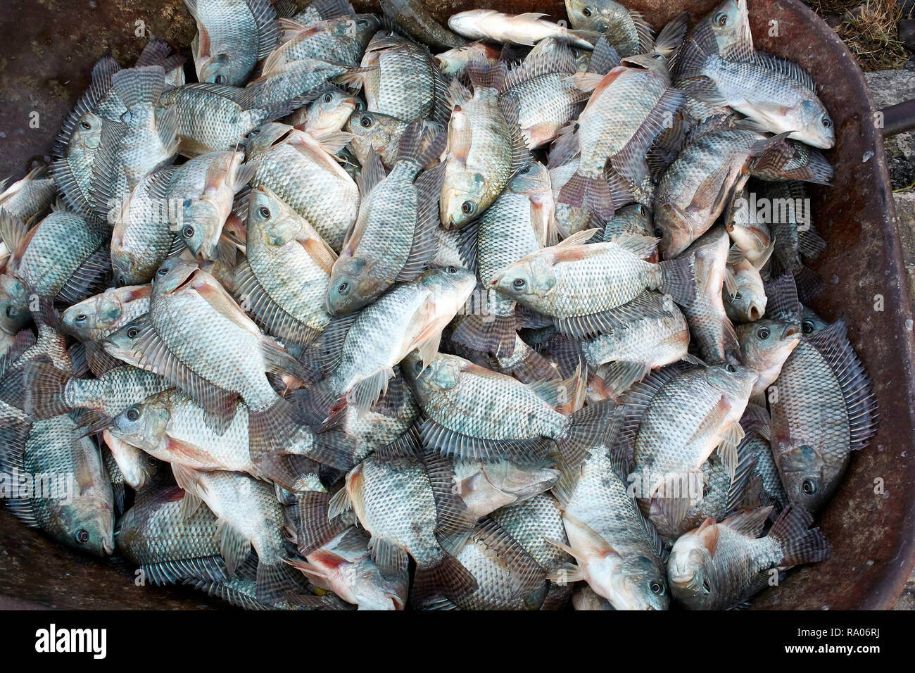 Catch of Tilapia from a fishing boat in Lake Chapala, Chapala ...