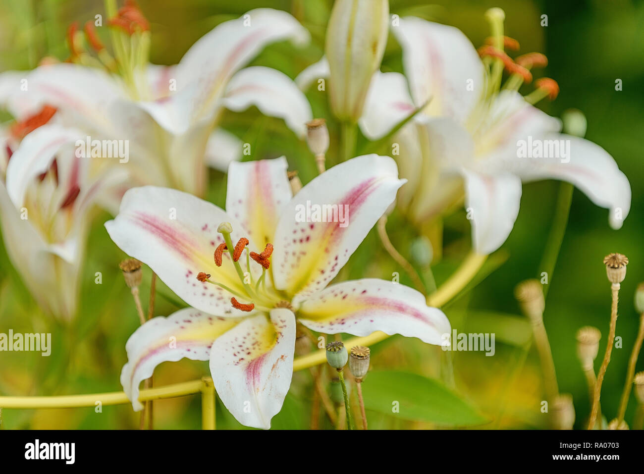 Lilly in Garden Stock Photo - Alamy