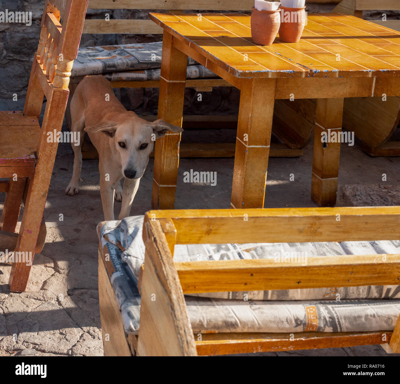 Mexican stray dog hi-res stock photography and images - Alamy
