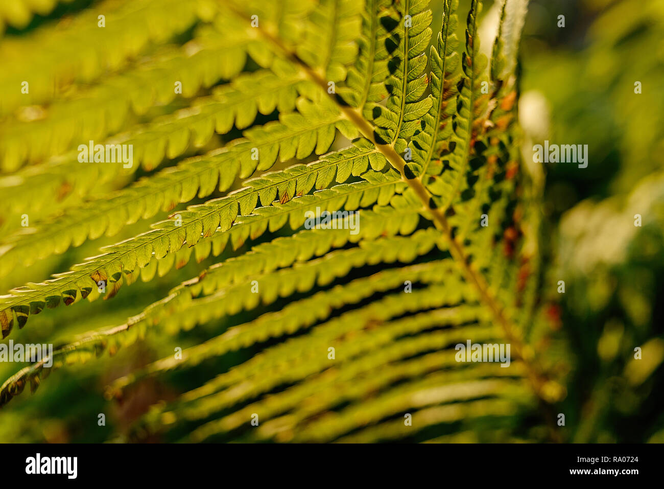 Light coming through fern Stock Photo - Alamy