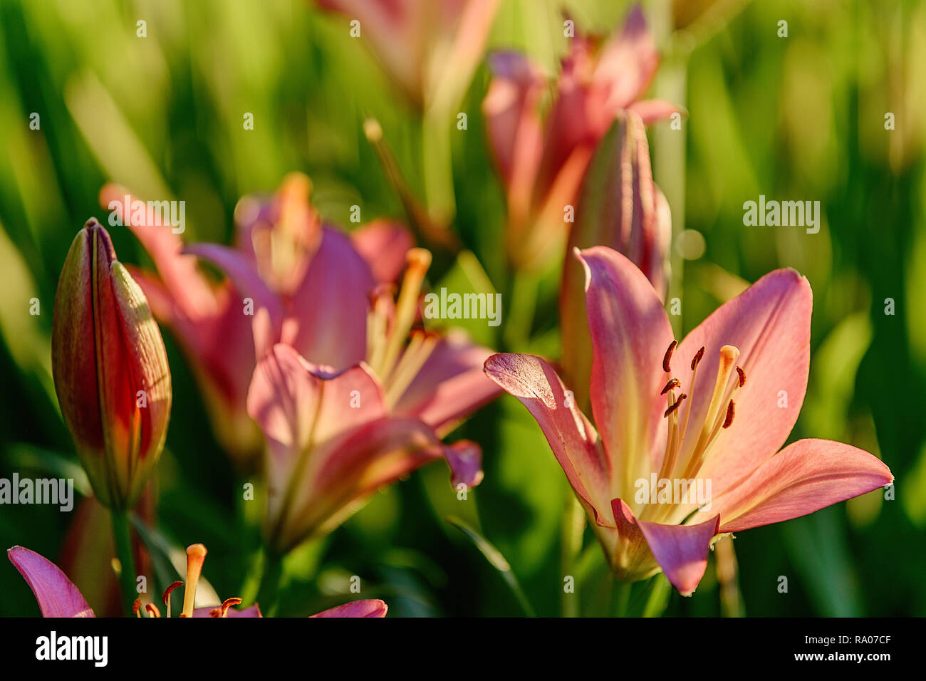 Lilly in Garden Stock Photo - Alamy