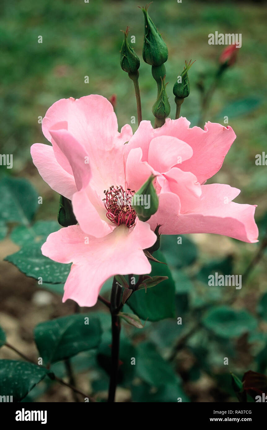 Rosa cv. Dainty Bess; Rosaceae; erect shurb; Tea hybrid; light pink ...