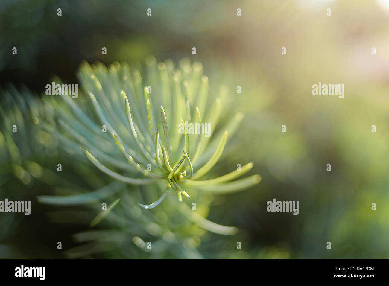 Concolor fir hi-res stock photography and images - Alamy