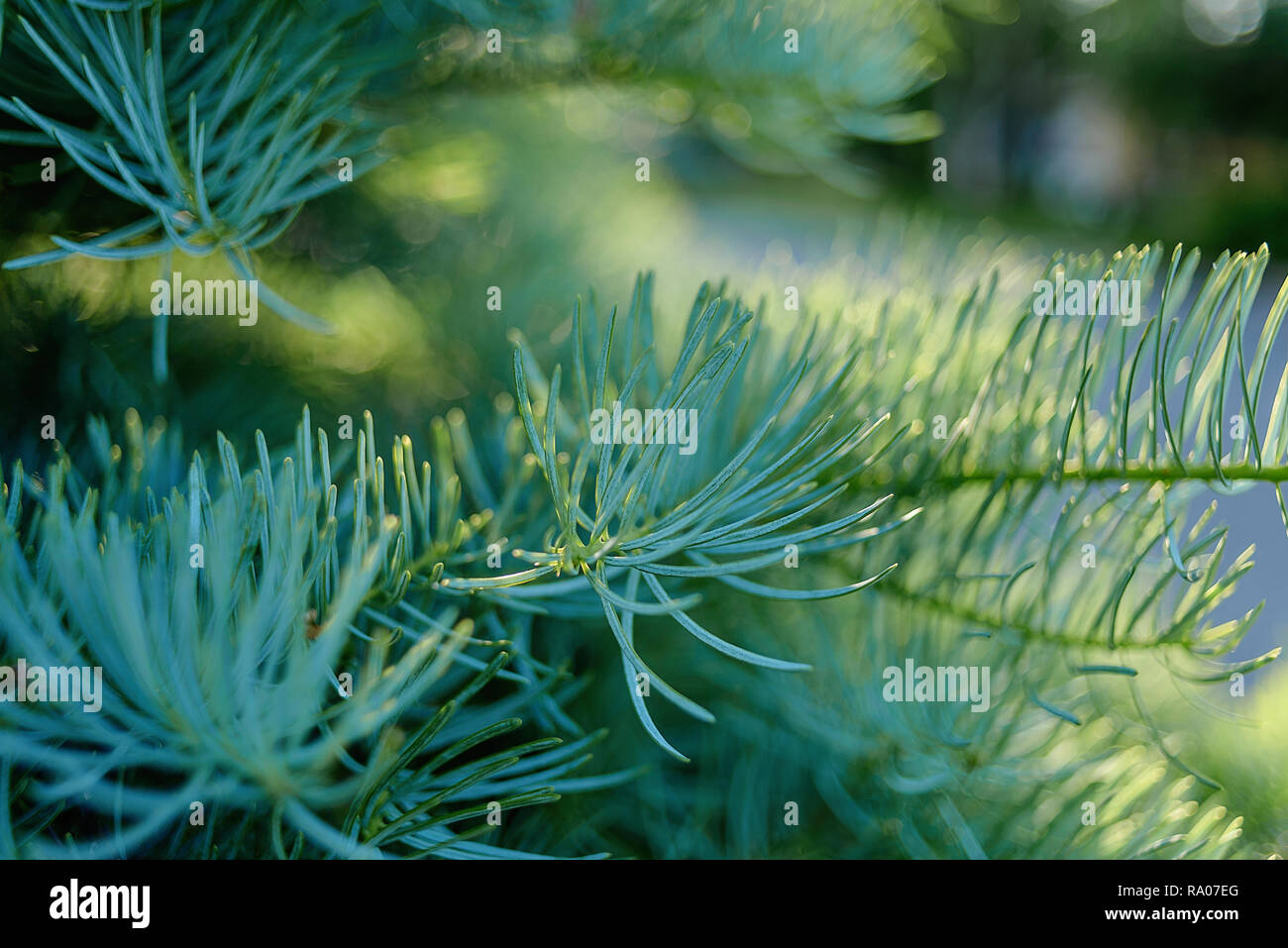 Concolor fir hi-res stock photography and images - Alamy