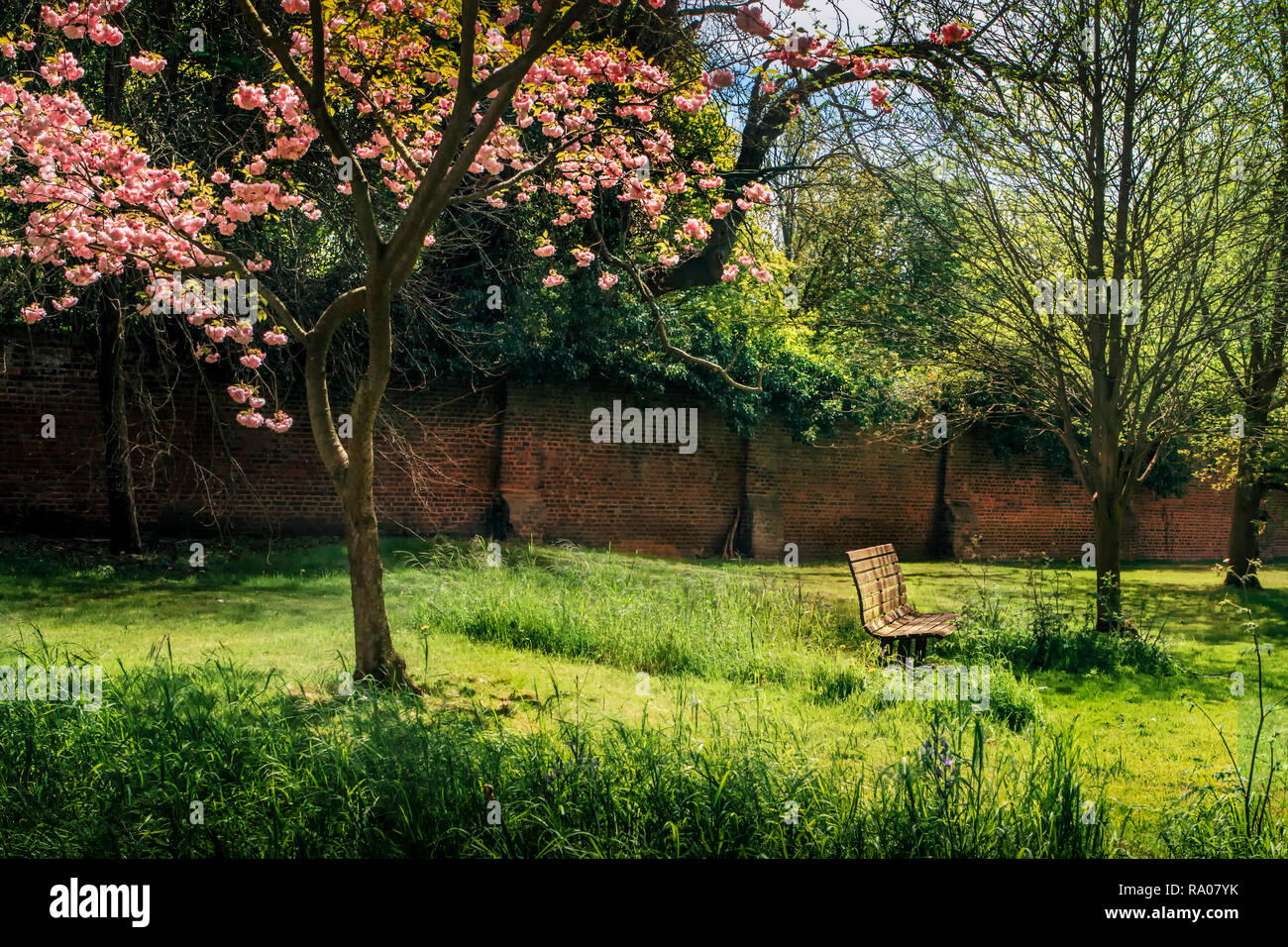 Magnolia tree bench hi-res stock photography and images - Alamy