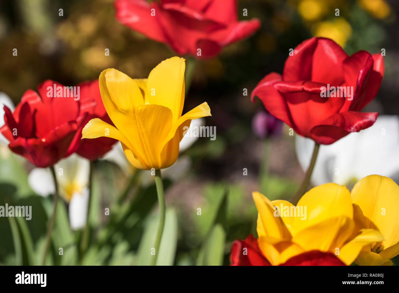 Tulip garden colourful floral theme Stock Photo - Alamy