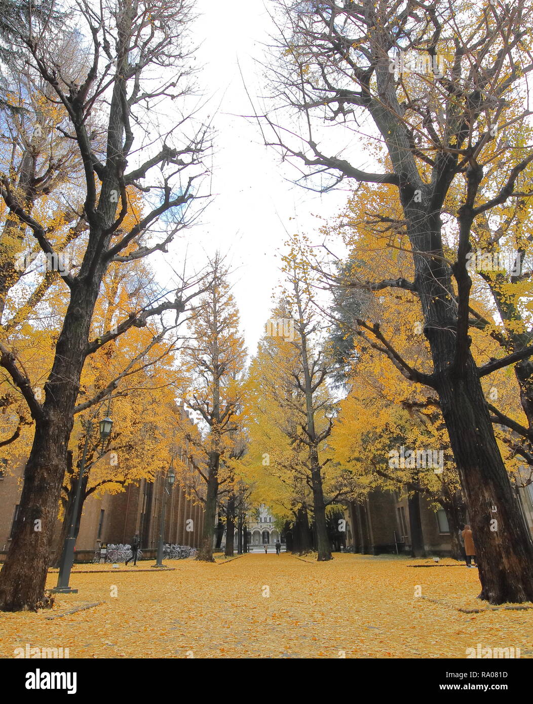 Ginkgo tree autumn leaves background texture Tokyo Japan Stock Photo - Alamy