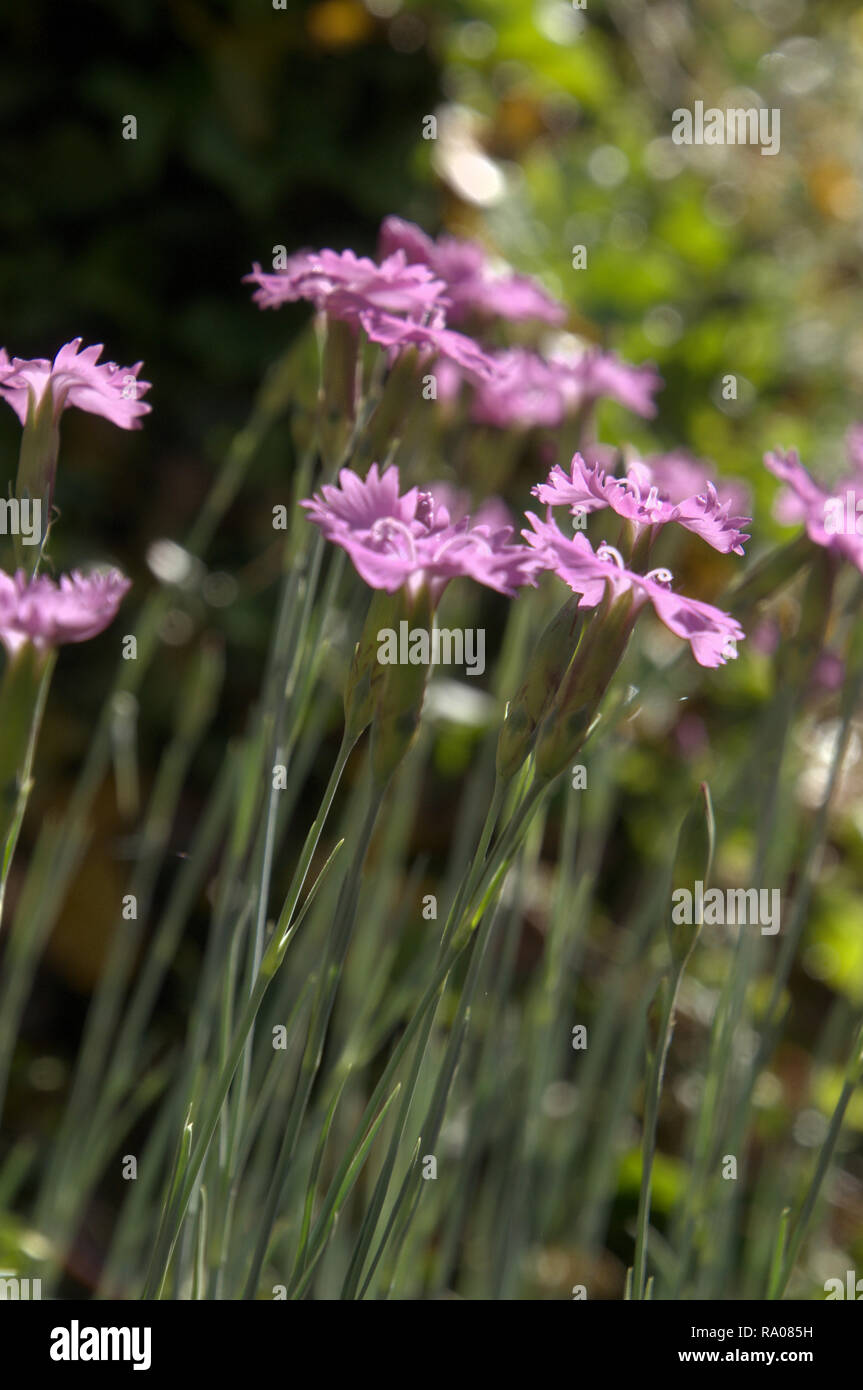 Dianthus alpinus; alpine pinks on garden bank, Swiss Alps Stock Photo ...