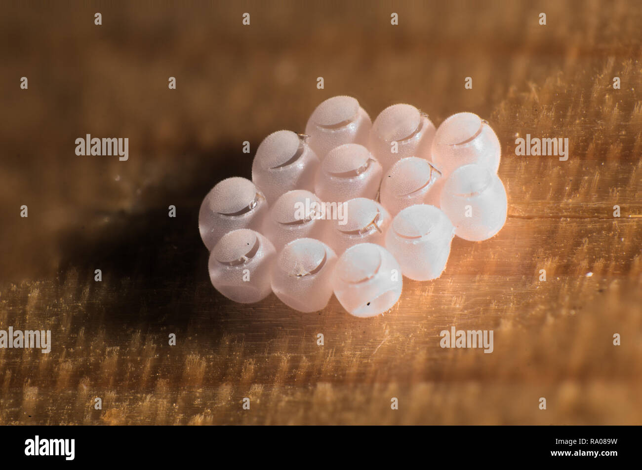 Insect eggs in hexagonal packing on domestic window frame, Swiss ...