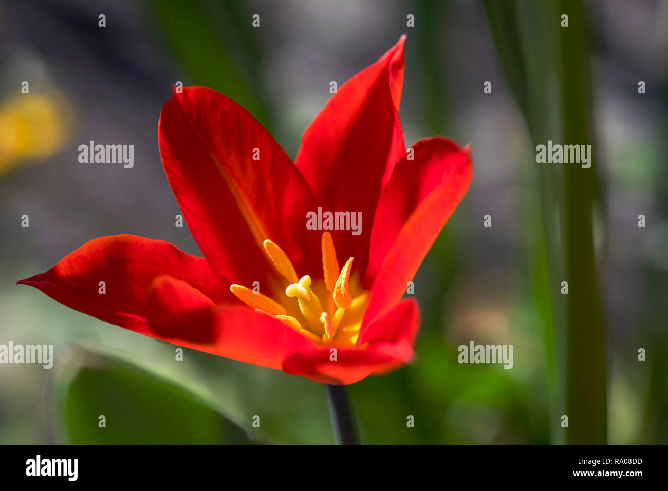 Red theme hi-res stock photography and images - Alamy