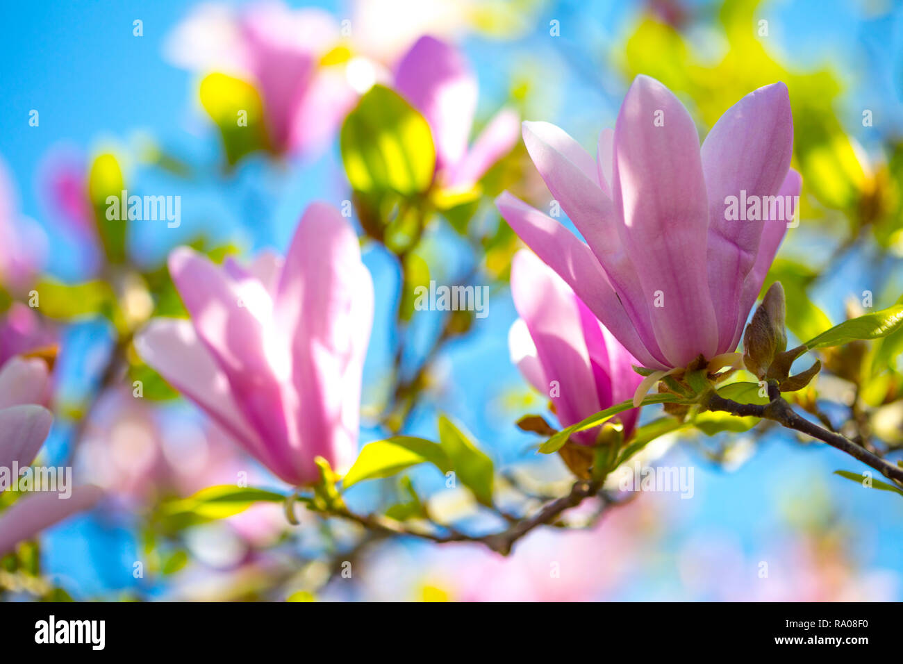 Pink magnolia blossoms, a colourful floral theme Stock Photo - Alamy