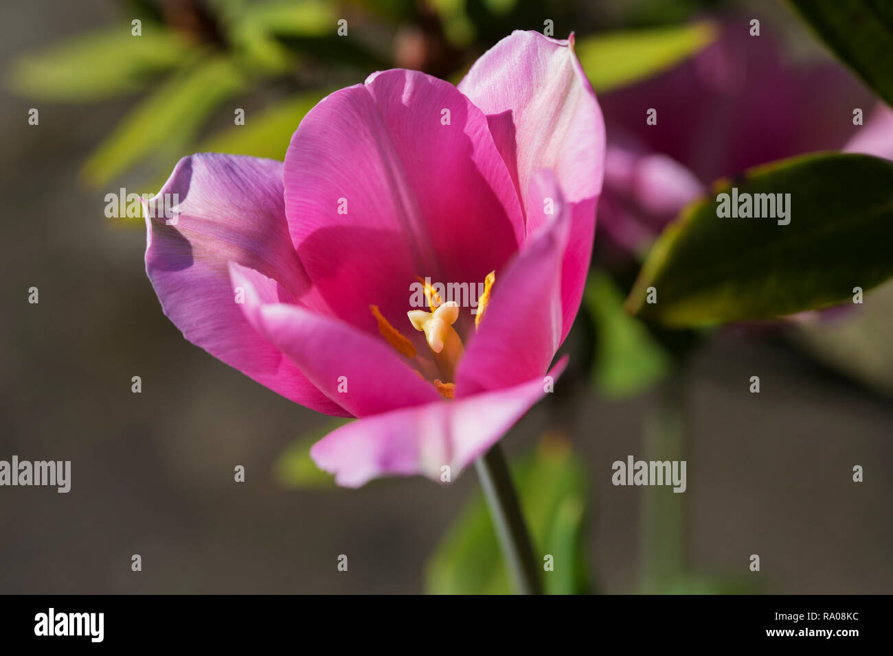 Pink tulip, colourful floral theme Stock Photo - Alamy