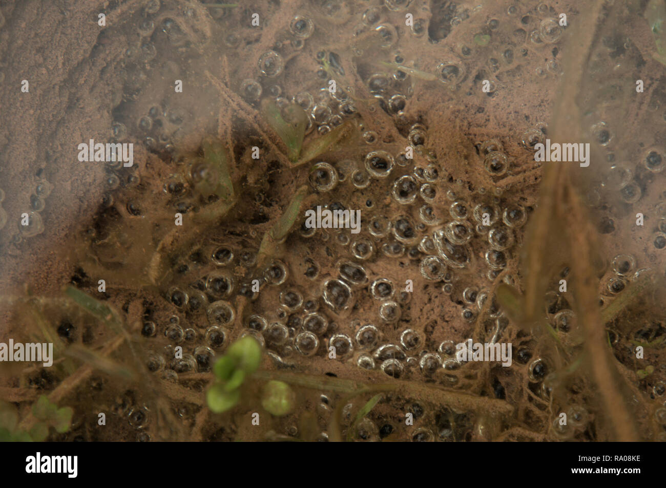 Gas evolution on lake bed in Swiss Alps, Spring thaw Stock Photo - Alamy
