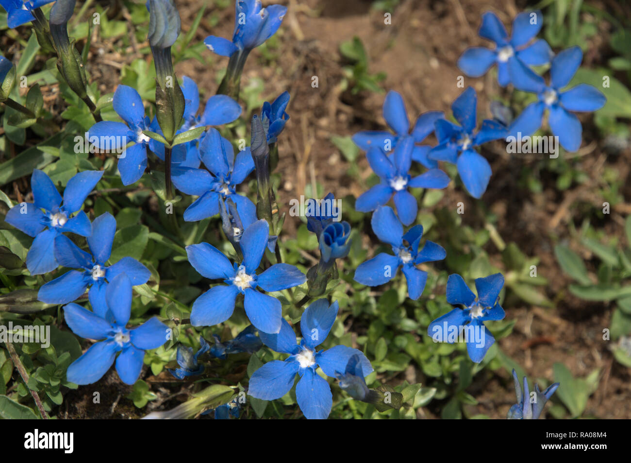 Gentians on meadow hi-res stock photography and images - Alamy