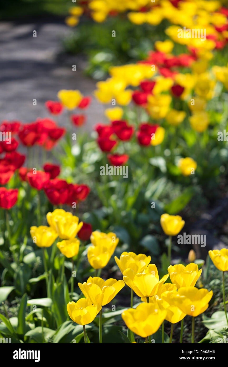 Tulip garden colourful floral theme Stock Photo - Alamy