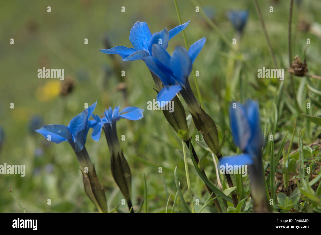 Gentians on meadow hi-res stock photography and images - Alamy